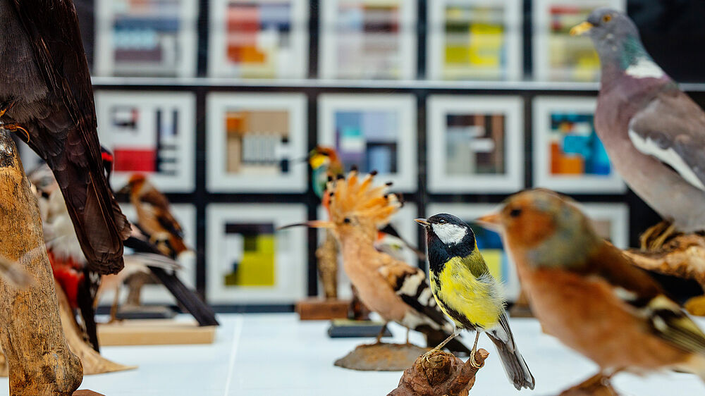 Blocbirds | Natuurhistorisch Museum Rotterdam
