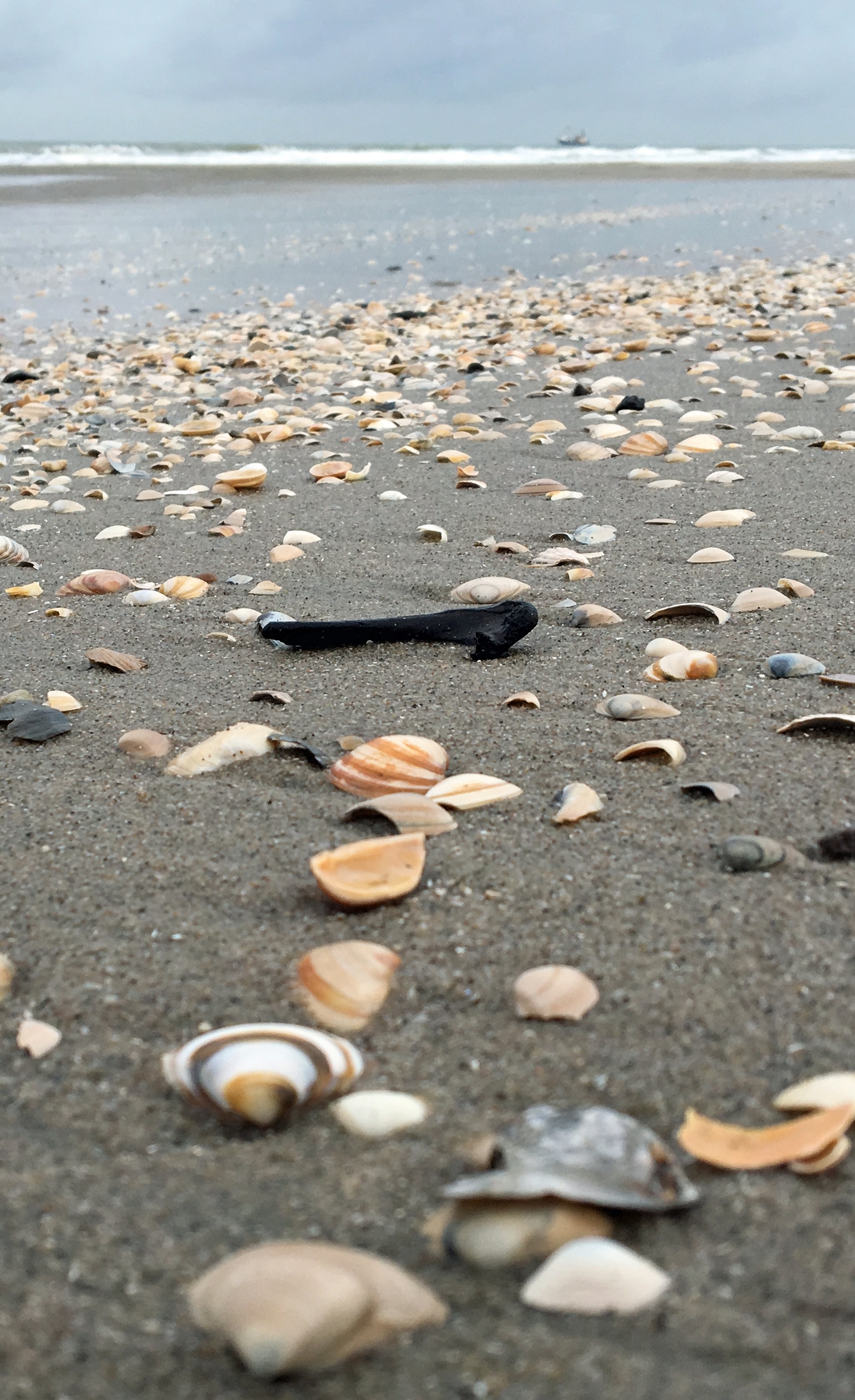 Reuzenalk was gewone wintergast