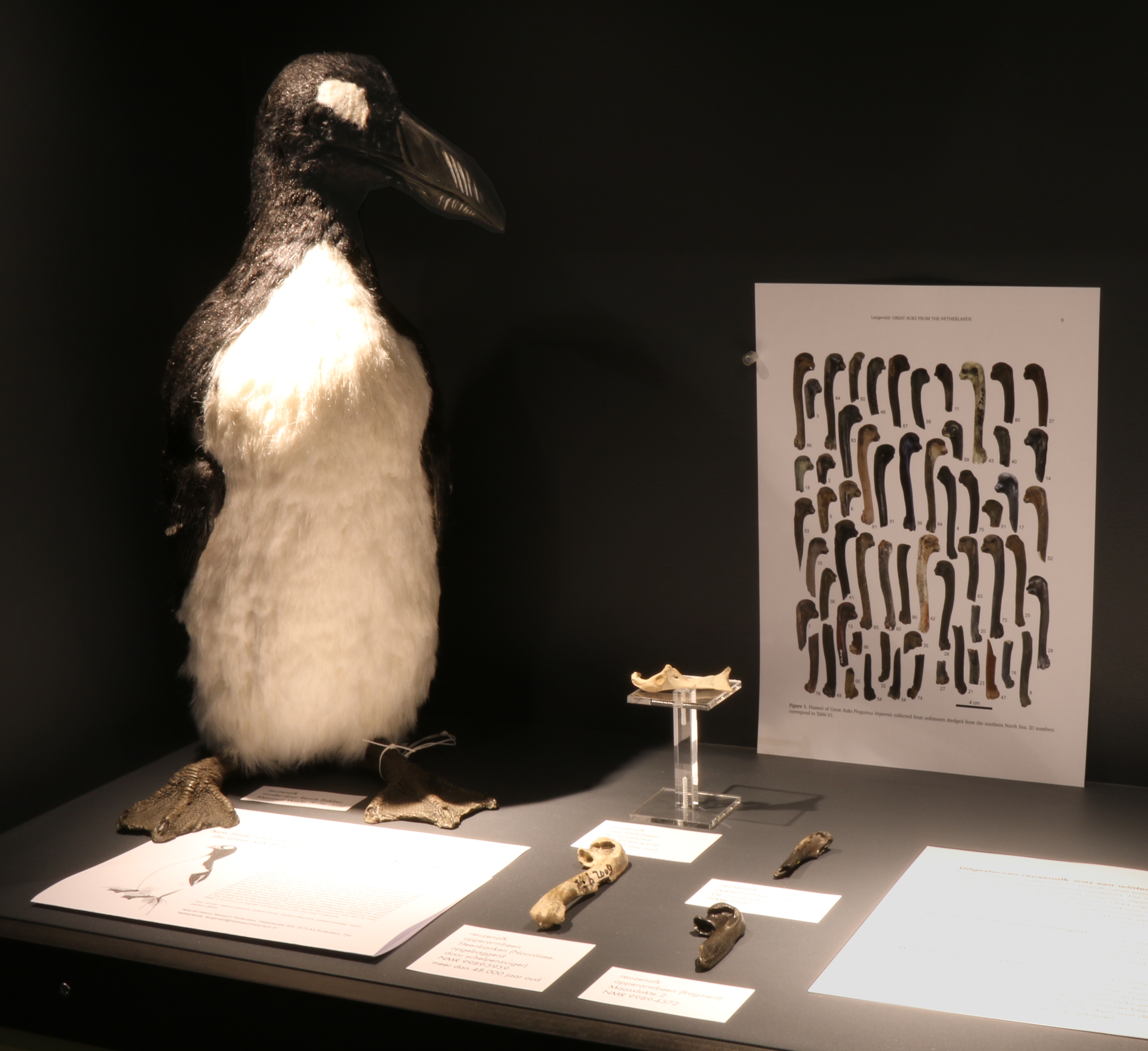 Persfoto's Reuzenalk Ardea