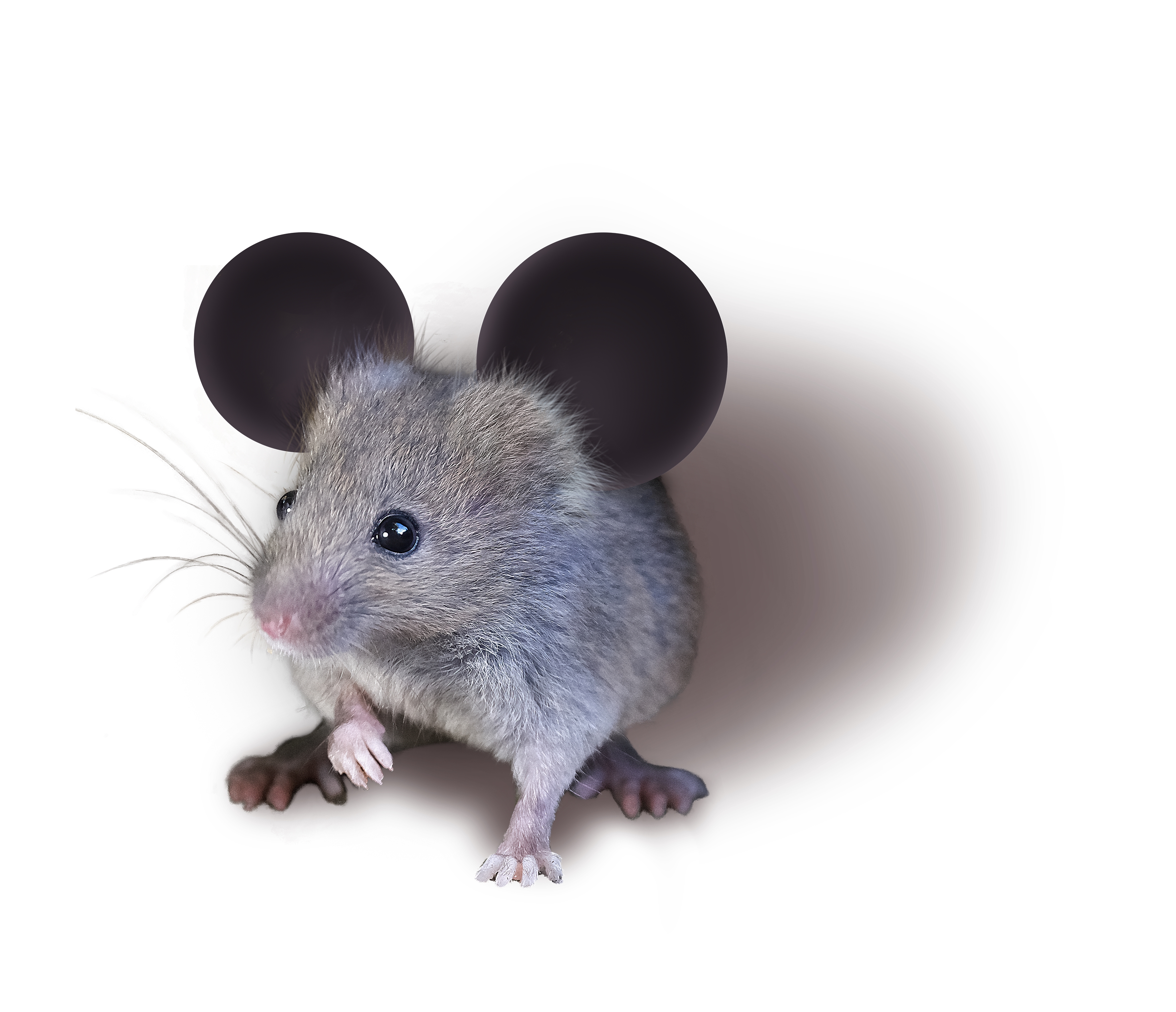 Persfoto's Van Muis naar Mickey