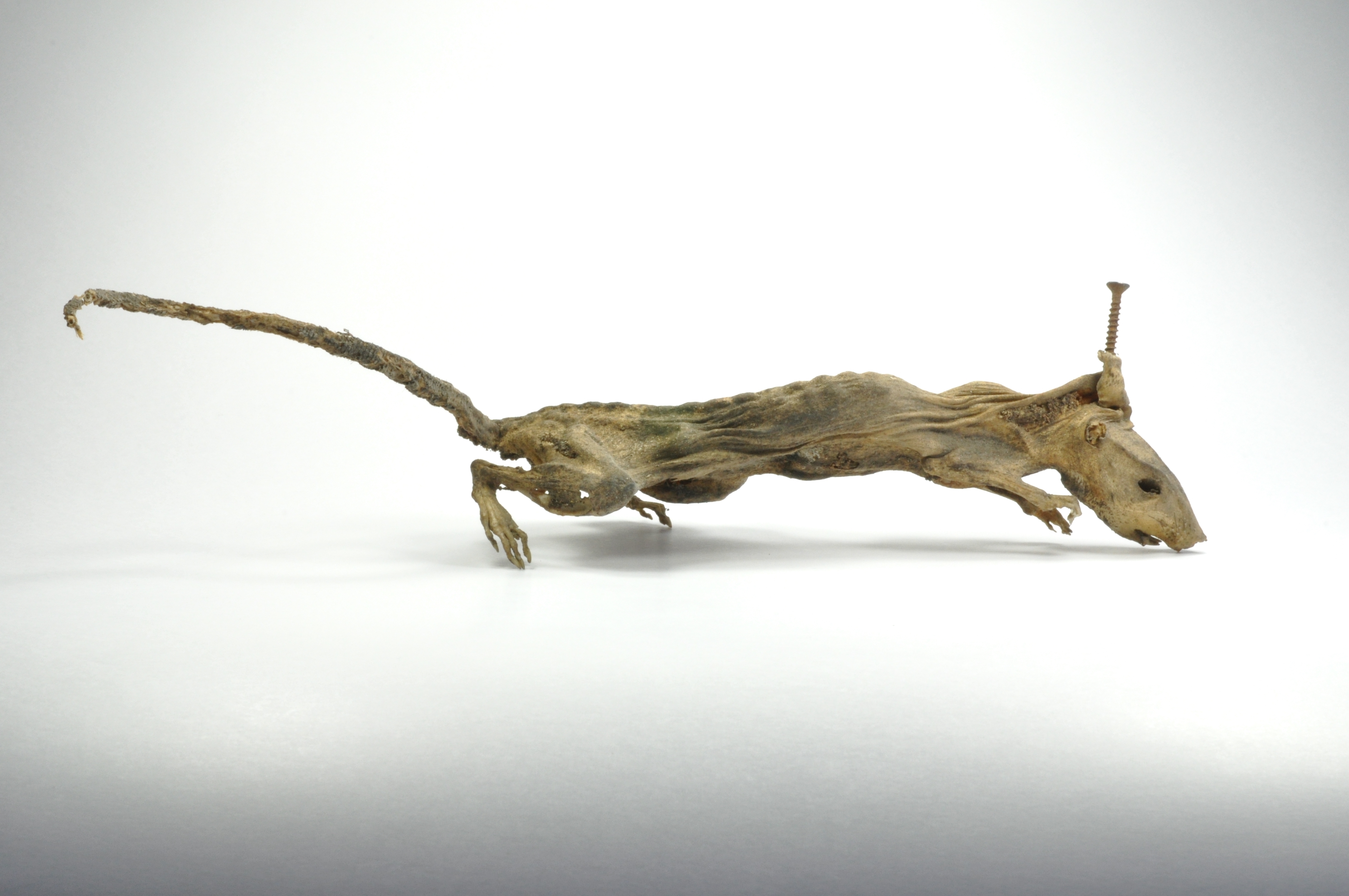 Persfoto's Dode Dieren met een Verhaal | Natuurhistorisch Museum Rotterdam